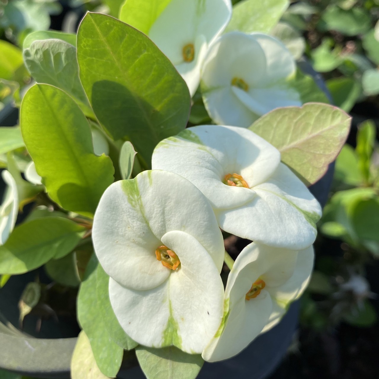 Houston plants – Let's bring spring to your home.