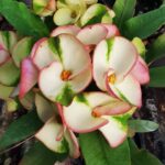 Houston plants – Let's bring spring to your home.